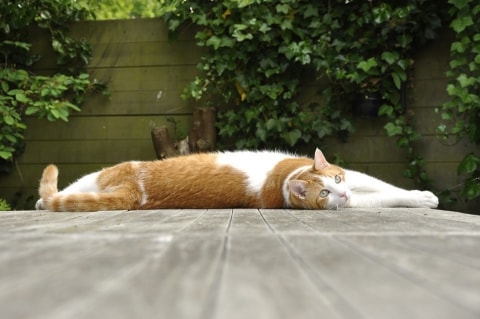 Dog Sitting, Dog Boarding with Trusted Sitters | Pawshake